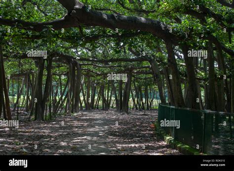 Botanical Garden Kolkata Timings