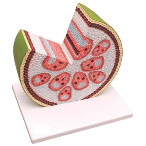 Model Plant Monocot Stem Bms Education