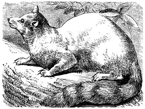 Gambar Ringtail Png Vektor Psd Dan Clipart Dengan Background