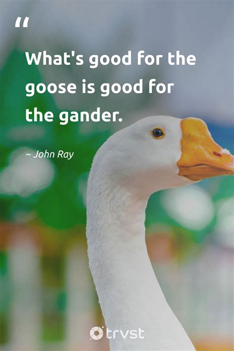 23 Goose Quotes About The Gaggling Waterfowls