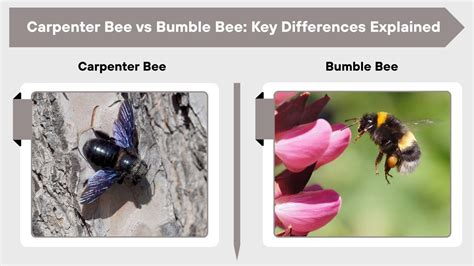 Carpenter Bee Vs Bumble Bee Whats The Difference