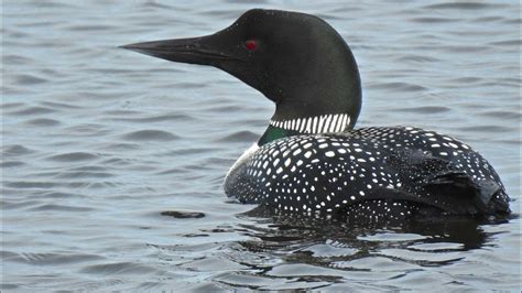 Sounds Of Nature Common Loon Bird Sounds Youtube