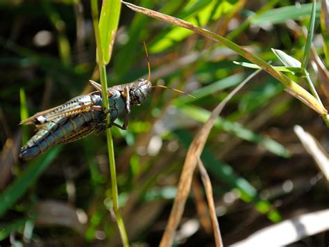Grasshopper Grass Photography Hd Wallpaper Preview Grasshopper Grass Photography Hd Wallpaper Preview