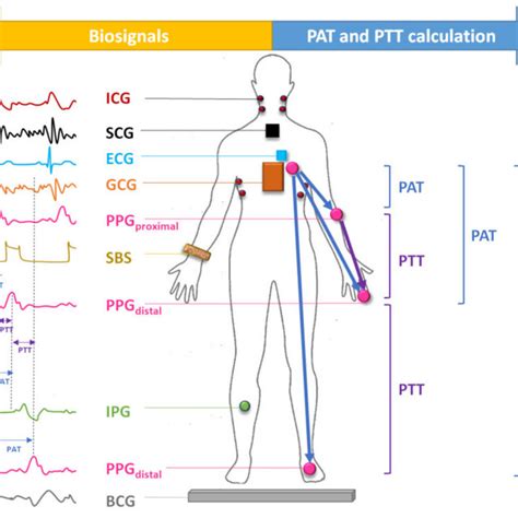 determination of pulse arrival time and pulse transit time in various