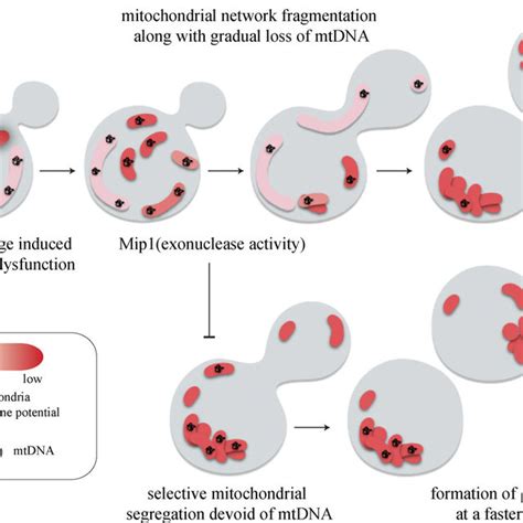 Summary Schematic Of Key Observations Mtdna Damage Triggers
