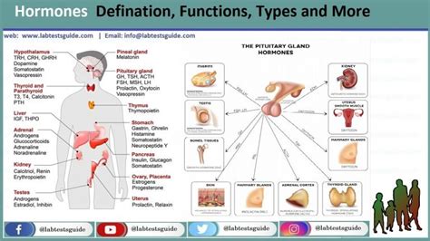 Hormones Defination Functions Types And More Lab Tests Guide