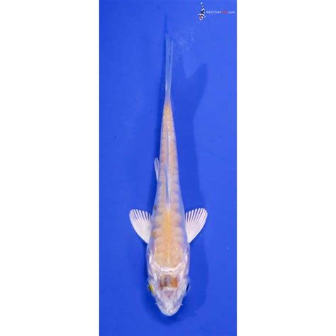 3” Imported Doitsu Lemon Hariwake Next Day Koi