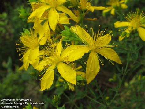 Hypericum Perforatum