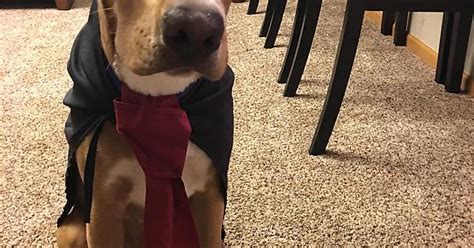 Harry Pupper Album On Imgur