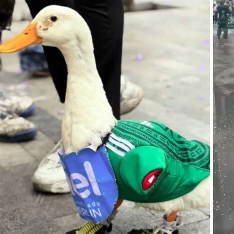 Merlín ¿quién Es El Pato Viral Que Celebra Victoria De México Sobre