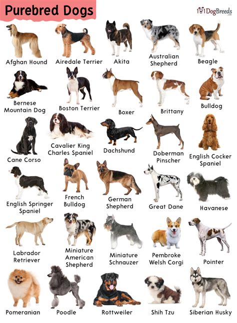 Various Dog Breeds
