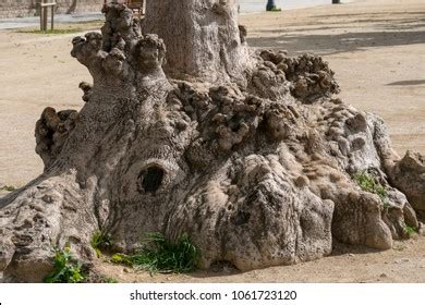 Fancy Root Images Stock Photos Vectors Shutterstock
