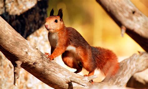Ardilla Roja Características Qué Come Dónde Vive
