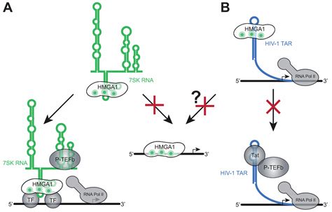 Biomolecules Special Issue Rna Binding Proteins—structure Function Networks And Disease