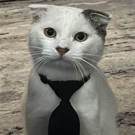 Create Meme Cat With A Tie Tie Seals A Cat In A Suit And Tie