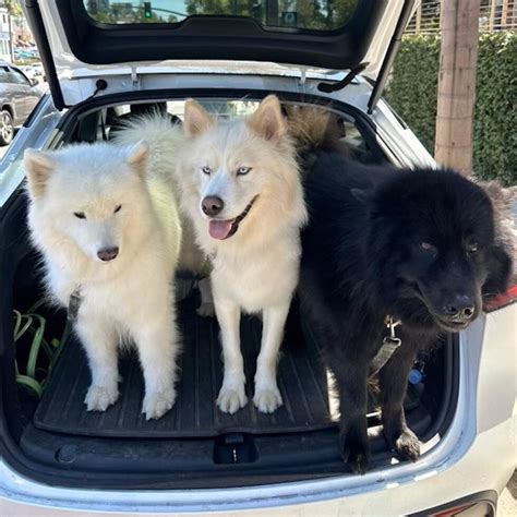 Available Dogs Samoyed Rescue Of Southern California