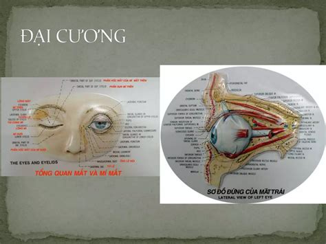 GiẢi PhẪu VÀ Sinh LÝ MẮt Pptx
