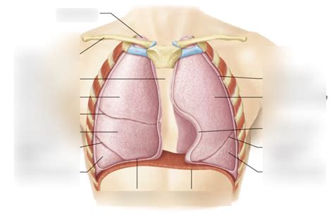 Lung Diagram Quizlet