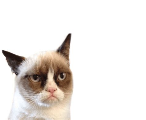 Via Giphy Grumpy Cat Cat Stickers Cats