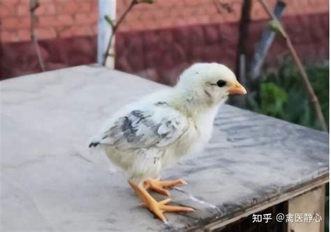 禽医静心谈雏鸡前4天的管理心得雏鸡前4天的管理要点 知乎