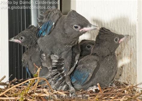 Stellers Jay East Cascades Bird Alliance
