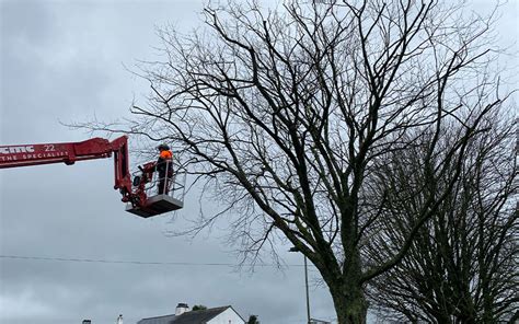 Maple Tree Crown Reduction Tree Surgeon Tavistock Devon