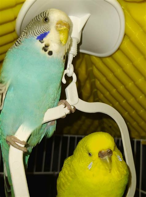 Vorrei Sapere Il Sesso Delle Mie Due Coco