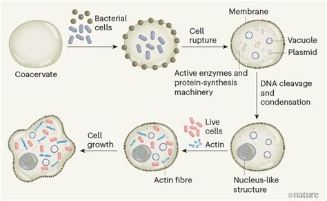Sadashiva Pai Phd Mba On Linkedin Using Bacteria To Creating Artificial Cells With Lifelike…