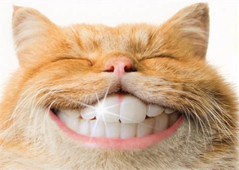 Avanti Cat With Human Teeth Support Card Human Teeth Cats Human
