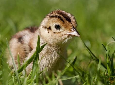 Female Pheasant Appearance Behavior Role In The Wild And How To
