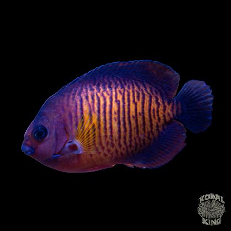 Coral Beauty Koral King