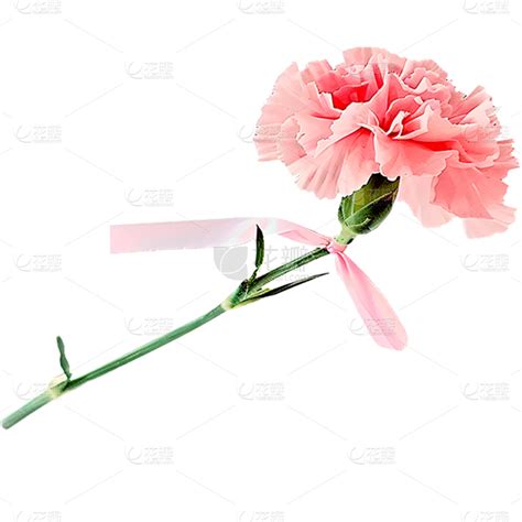 母亲节通用实景康乃馨花朵元素素材