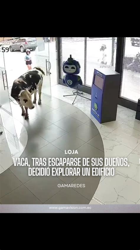 Gamavisión Ecuador Gamavision Ecuador • Instagram Photos And Videos