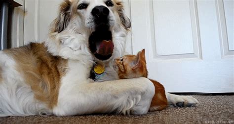 Funny Animal S Part 5 10 S Amazing Creatures