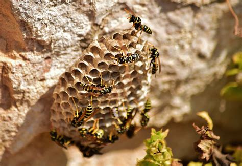 How Much Does It Cost To Remove A Wasp Nest In The Uk
