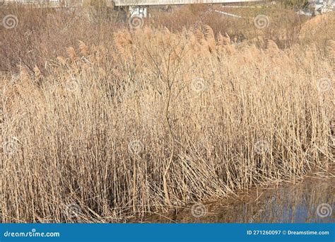 The Common Reed In The Retarding Basin Stock Image Image Of Reed