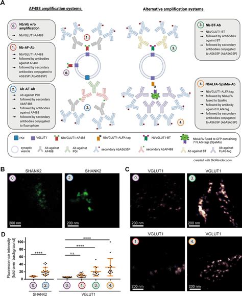 Pre Expansion Labeling Of Presynaptic Markers With Different Signal Download Scientific Diagram