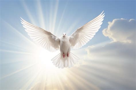 Una Paloma Blanca Volando En El Cielo Con Los Rayos Del Sol Imagen