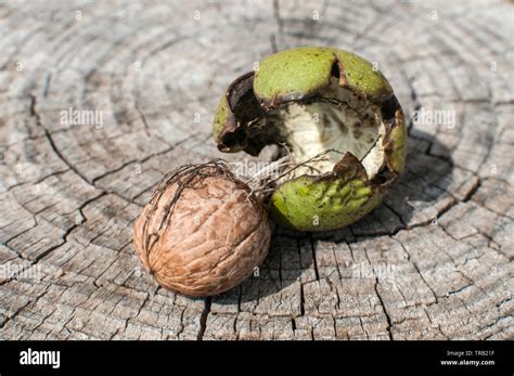 Walnut Shell And Its Green Husk Closeup On Cut Wooden Trunk Background