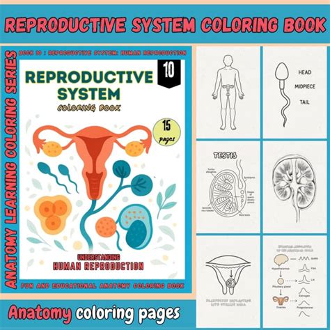 Reproductive System Coloring Book For Adults Anatomy Learning Tpt