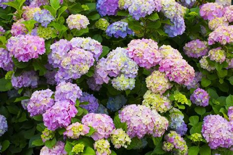 Best Fertilizer For Hydrangea Macrophylla At Greg Booth Blog