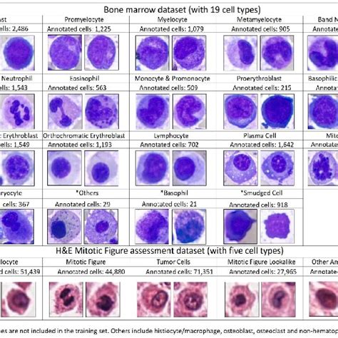 Sample Cells With The Number Of The Annotated Cells Of Various Cell Download Scientific Diagram