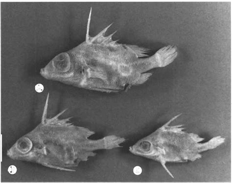 L Triacanthodes Intennedius Matsuura And Fourrnanoir 1984 Brocal Stn