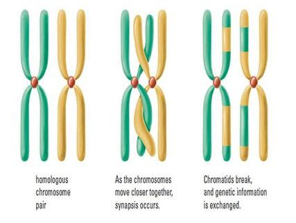 Topic 101 Meiosis Amazing World Of Science With Mr Green