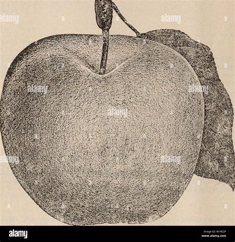 Drawing Fruit Tree Growing From Hi Res Stock Photography And Images Alamy