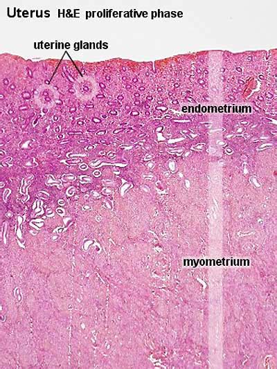 Endometrium Histology Labeled