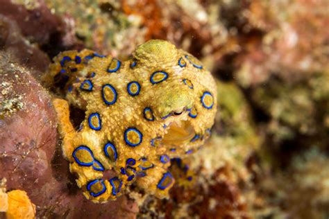 Blue Ringed Octopus Description Distribution Size Venom And Facts