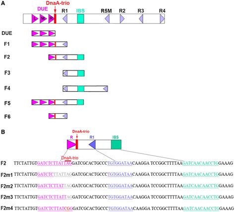 Features Of Oric Mutations A Structure Of Oric Showing The At‐rich Download Scientific