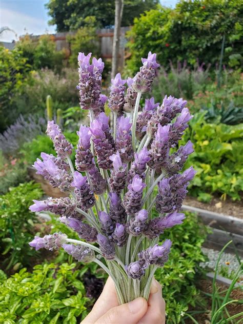 Lavender Flowers