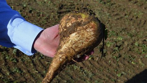 Drought Hit Early Sugar Beet Yields Not As Bad As Feared Farmers Weekly